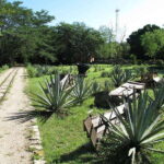 Merida: Yucatan Cenotes and Hacienda Full-Day Trip with Food - Why This Tour Offers Great Value