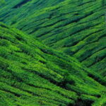 Mesmerizing Munnar: A Journey Through Paradise - Analyzing the Value