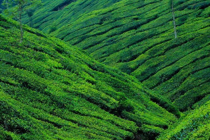 Mesmerizing Munnar: A Journey Through Paradise - Analyzing the Value