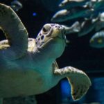 Mexico City: Entry Ticket to Acuario Michin - What You Can Expect at Acuario Michin