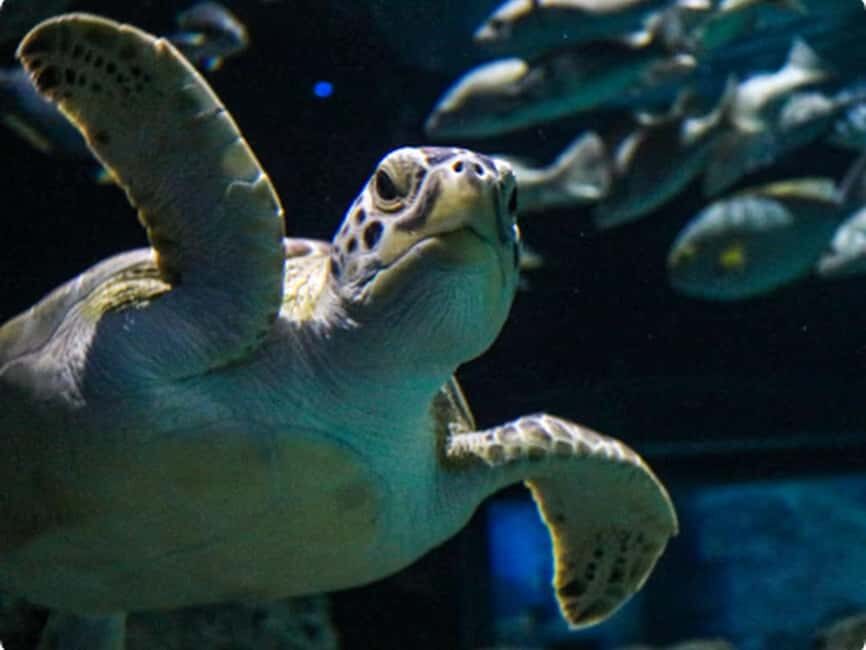 Mexico City: Entry Ticket to Acuario Michin - What You Can Expect at Acuario Michin