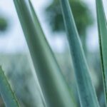 Mexico City: Mezcal Tasting and Market Tour with Lunch - What Makes This Tour Valuable?