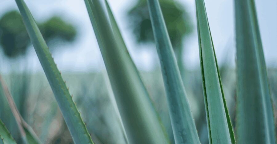 Mexico City: Mezcal Tasting and Market Tour with Lunch - What Makes This Tour Valuable?