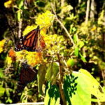 Mexico City: Monarch Butterfly Sanctuary Day Tour - Sierra Chincua and the Monarch Sanctuary