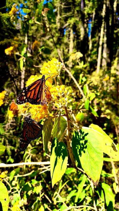 Mexico City: Monarch Butterfly Sanctuary Day Tour - Sierra Chincua and the Monarch Sanctuary