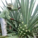 Mezcal Factory Tasting Learning Experience Drink Lunch and More - Itinerary Breakdown