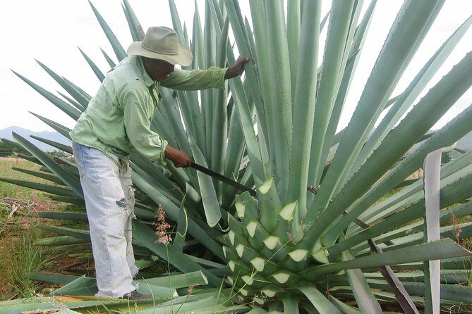 Mezcal Factory Tasting Learning Experience Drink Lunch and More - Itinerary Breakdown