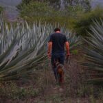 Mezcal Tour Oaxaca - FAQ