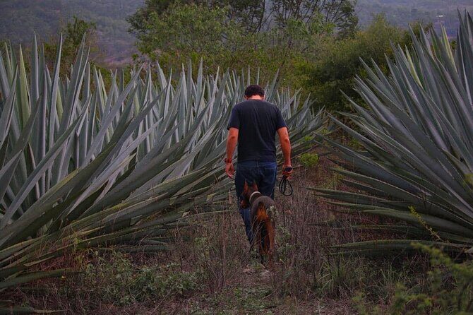 Mezcal Tour Oaxaca - FAQ