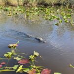 Miami: Alligator Spotting Airboat with Pick-Up/Drop-off - The Experience in Detail