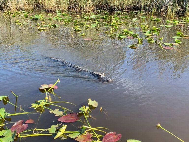 Miami: Alligator Spotting Airboat with Pick-Up/Drop-off - The Experience in Detail