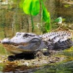 Miami Combo Tour (Everglades Tour + Boat Tour) - Who Should Consider This Tour?