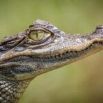 Miami: Everglades Airboat, Gator Experience with Transfer - The Experience Provider: US2U Tours