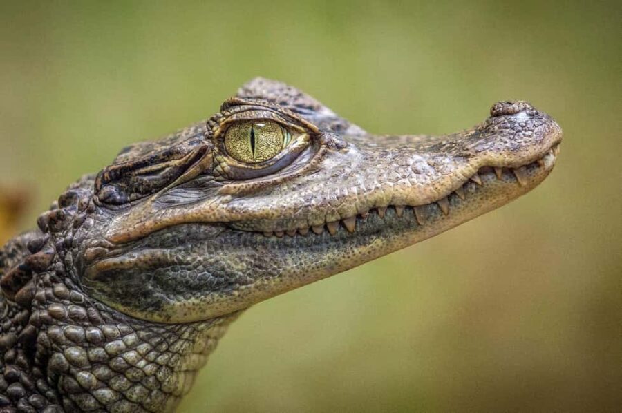 Miami: Everglades Airboat, Gator Experience with Transfer - The Experience Provider: US2U Tours