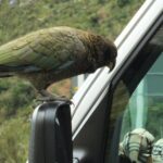 Milford Sound Discovery Tour - Value, Pricing, and Who This Tour is for