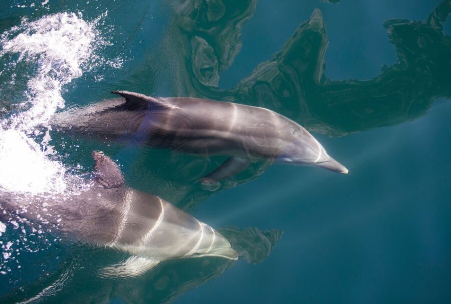 Milford Sound: Nature Cruise - Grand Views & Optional Lunch - Why Choose This Milford Sound Cruise?