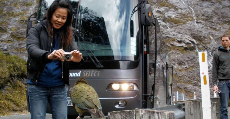 Milford Sound Premium Day Tour and Cruise from Te Anau - Practical Details for Your Day