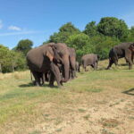 Minneriya: Elephant Safari at Minneriya Park - Hotel Pickup - What Makes Minneriya Special?