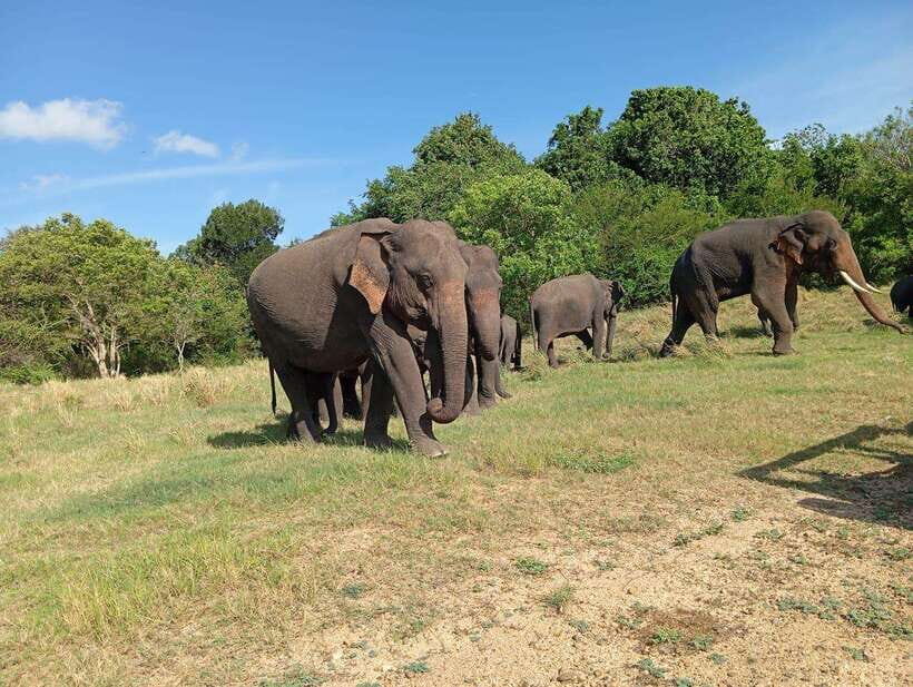 Minneriya: Elephant Safari at Minneriya Park - Hotel Pickup - What Makes Minneriya Special?