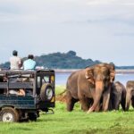 Minneriya Elephant Safari wth Sigiriya & Dambulla Cave Temples Full Day Tour - What’s Included and Whats Not