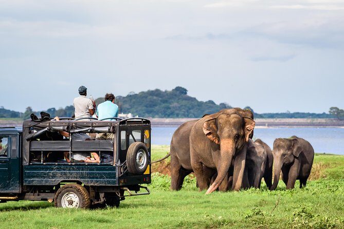Minneriya Elephant Safari wth Sigiriya & Dambulla Cave Temples Full Day Tour - What’s Included and Whats Not
