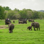 Minneriya: Minneriya National Park Private Evening Safari - FAQs