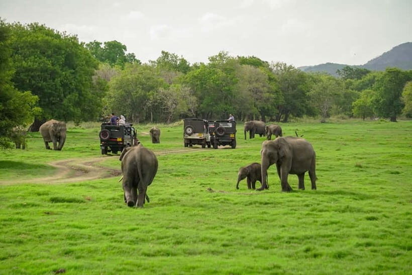 Minneriya: Minneriya National Park Private Evening Safari - FAQs