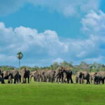 Minneriya: Minneriya National Park Private Safari - The Guides and Their Role