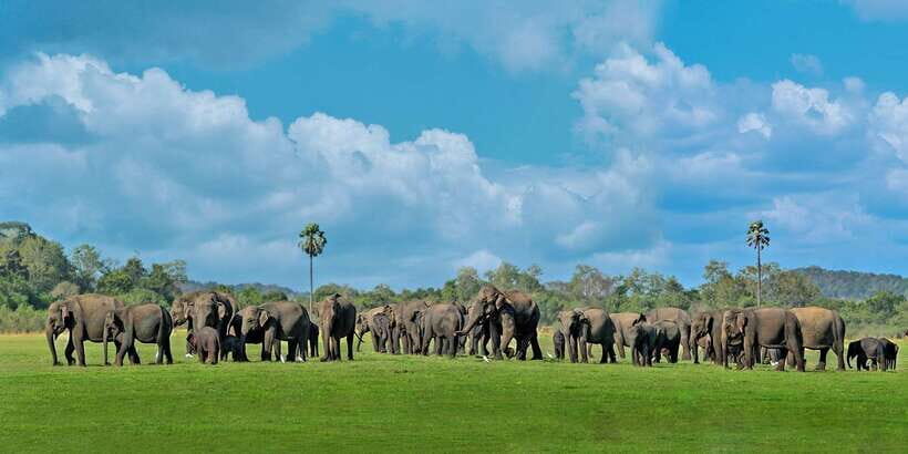Minneriya: Minneriya National Park Private Safari - The Guides and Their Role