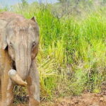 Minneriya National Park 4x4 jeep Safari Include Entrance Fee - Analyzing the Cost & Value