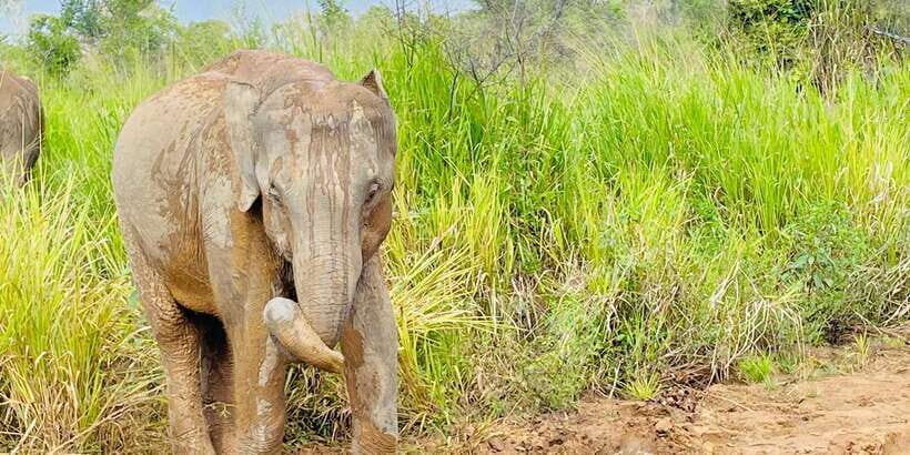 Minneriya National Park 4x4 jeep Safari Include Entrance Fee - Analyzing the Cost & Value