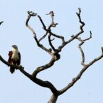 Minneriya National Park Elephant Safari - The Vehicle and Comfort Level