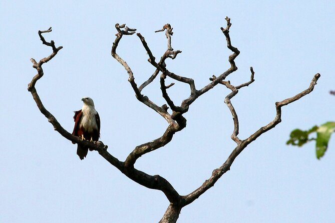 Minneriya National Park Elephant Safari - The Vehicle and Comfort Level
