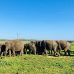 Minneriya National park half day private safari in Sri Lanka - What Makes This Safari Stand Out?
