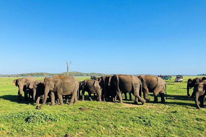 Minneriya National park half day private safari in Sri Lanka - What Makes This Safari Stand Out?