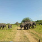 Minneriya National Park: Half-Day Safari Morning or Evening - What’s Included and What’s Not?