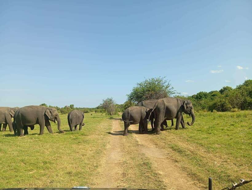 Minneriya National Park: Half-Day Safari Morning or Evening - What’s Included and What’s Not?