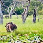 Minneriya National Park: Private 4X4 Safari From Trincomale - A Well-Organized, Transparent Experience