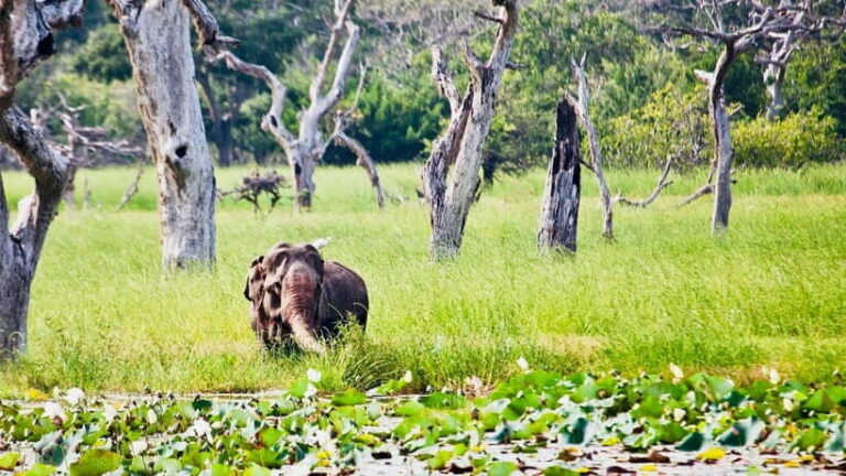 Minneriya National Park: Private 4X4 Safari From Trincomale - A Well-Organized, Transparent Experience