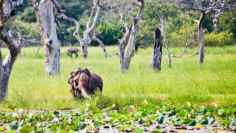 Minneriya National Park: Private 4X4 Safari From Trincomale - A Well-Organized, Transparent Experience