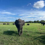 Minneriya National Park Private Jeep Safari Sri Lanka - What Makes This Safari Worth Considering?