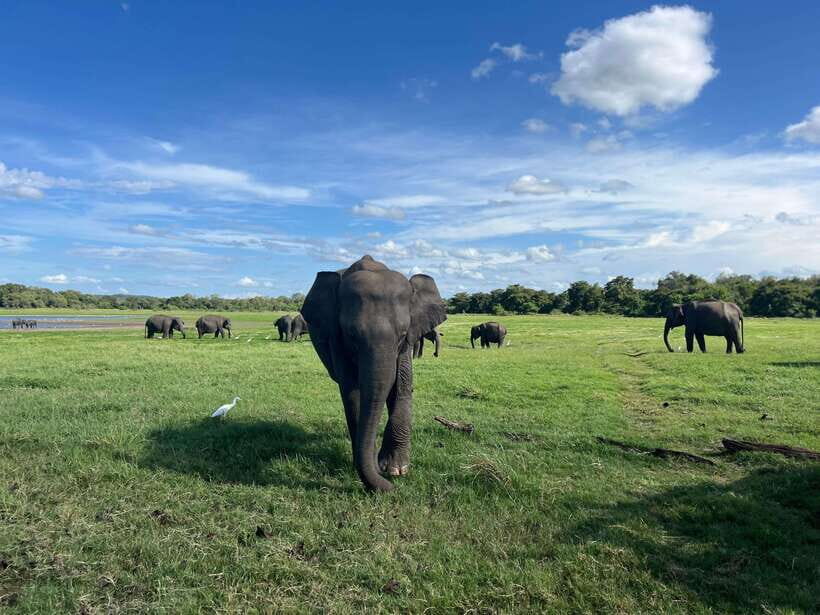 Minneriya National Park Private Jeep Safari Sri Lanka - What Makes This Safari Worth Considering?