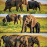 Minneriya National Park Private Luxury Elephant Safari - Who Should Consider This Tour?