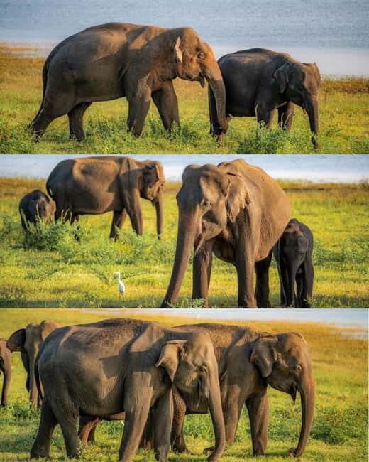 Minneriya National Park Private Luxury Elephant Safari - Who Should Consider This Tour?