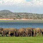 Minneriya National Park | Private Safari - What to Expect During the Tour