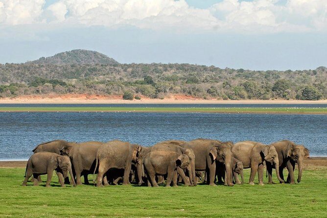 Minneriya National Park | Private Safari - What to Expect During the Tour