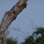 Minneriya National Park Safari | Jeep with Tickets - Why This Safari Works Well for Travelers