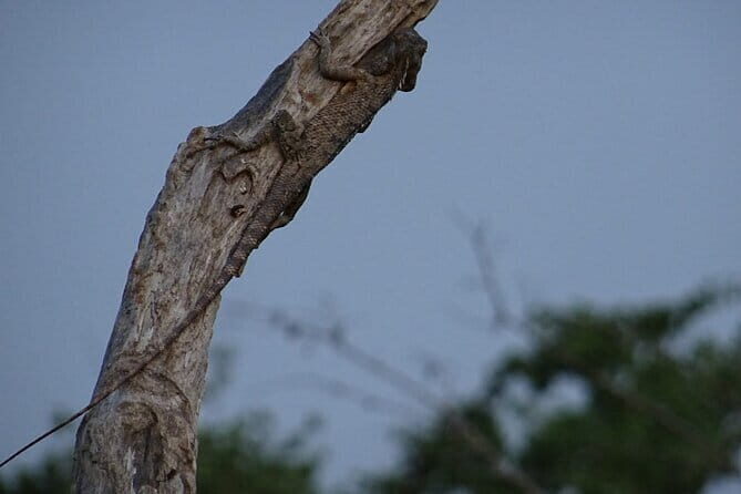 Minneriya National Park Safari | Jeep with Tickets - Why This Safari Works Well for Travelers