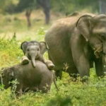 Minneriya National Park Safari  See Wild Elephants Up Close - The Parks: Minneriya, Kaudulla, and Hurulu Eco Park
