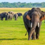 Minneriya National Park Wild Elephant Safari - Detailed Breakdown of the Experience